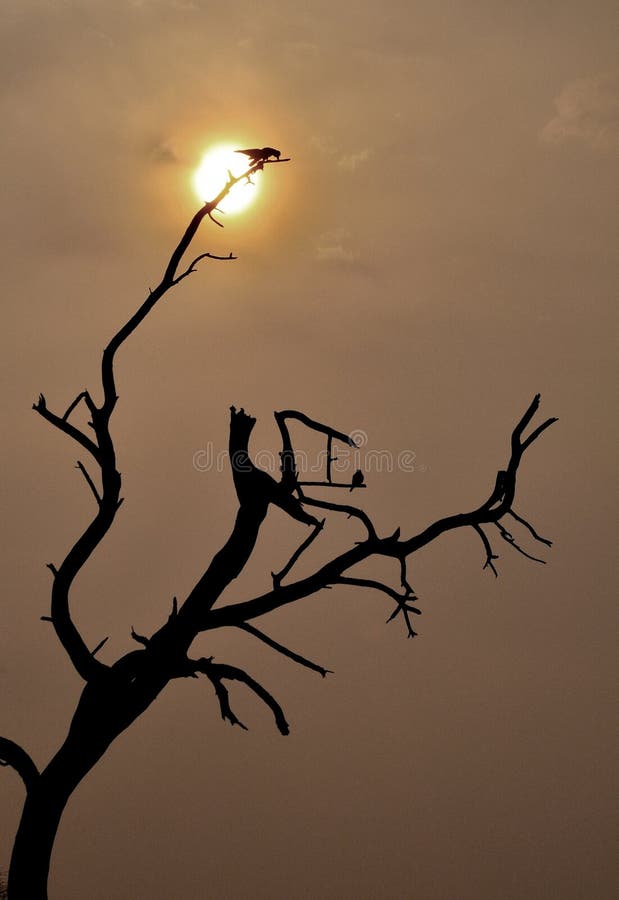 Silhouette by the Rising Sun Stock Photo - Image of lighting, bird ...
