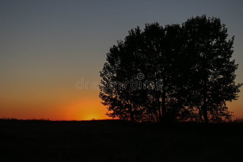 Silhouette of a Round Canopy of Deciduous Trees Stock Image - Image of ...