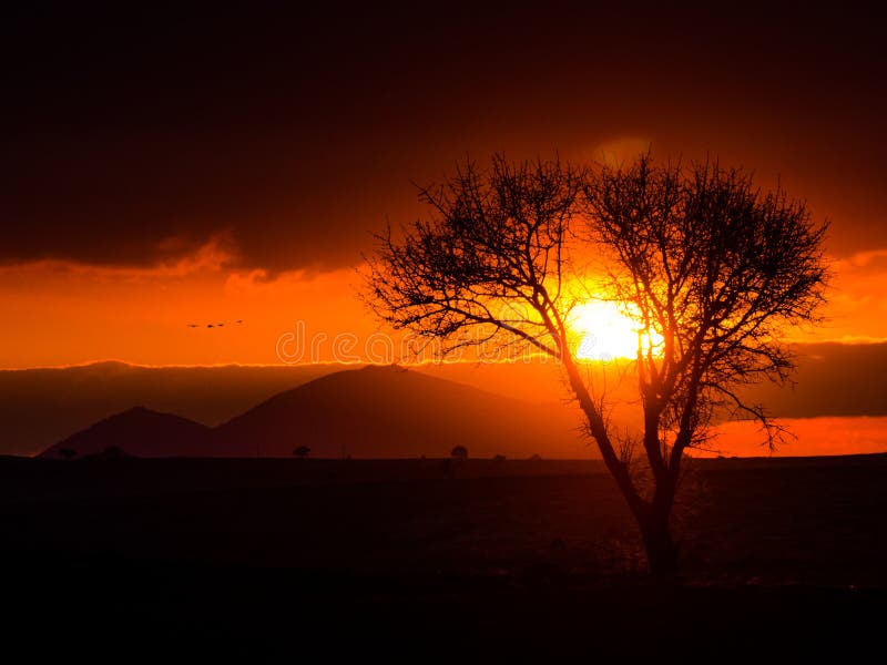 Silhouette Scene of Sunset between Dead Tree (selective Focus) Stock ...