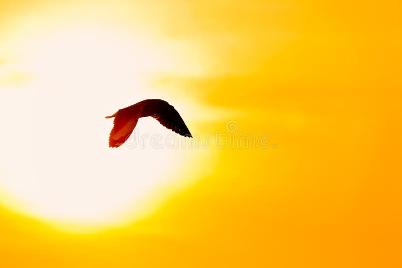 Flying seagull stock image. Image of horizon, sunset - 28289985