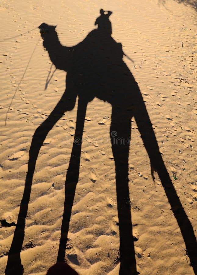 Silhouette and Shadow of a Dromedary Stock Photo - Image of animal ...