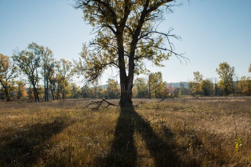 Silhouette and Shadow of a Tree in Forest Stock Photo - Image of color ...