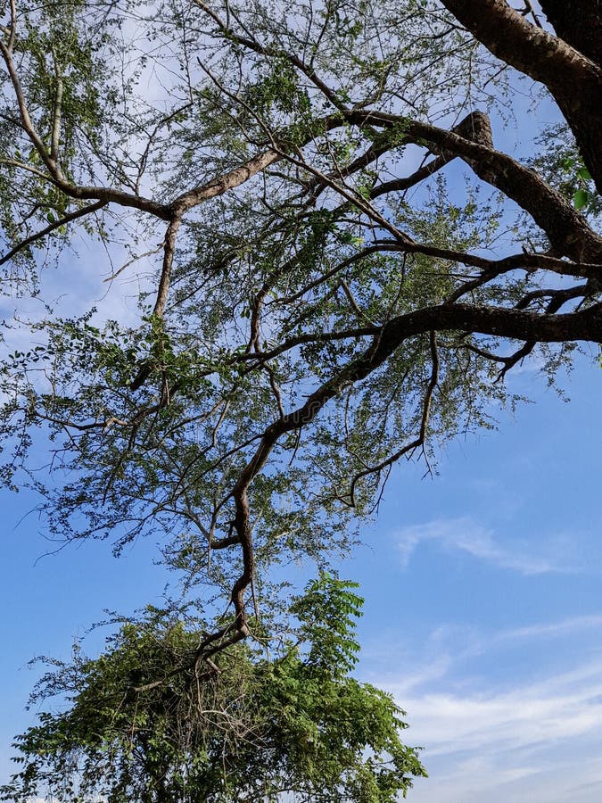 Silhouette of Shady Tree Leaves on a Blue Sky Background Stock Image ...
