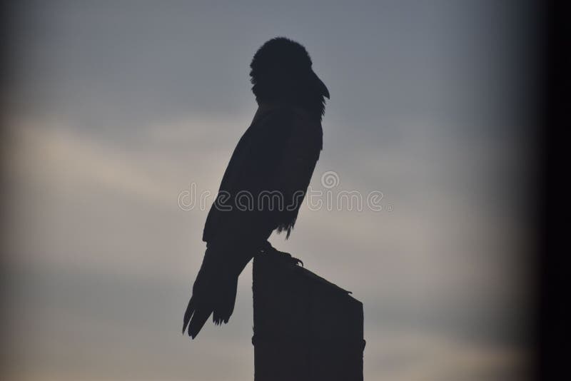 Silhouette Shot of a Crow Perched on a Wooden Post Stock Image - Image ...