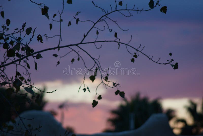 Silhouette Shot of Leaves on a Tree Branch with an Indigo Sky ...
