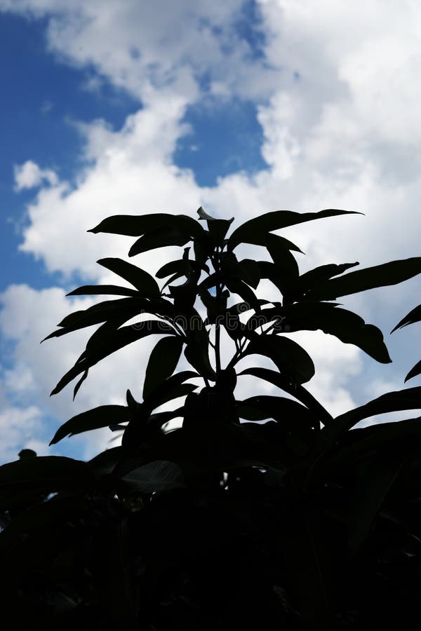 Silhouette of Mango Tree with Blue Sky Background Stock Photo - Image ...