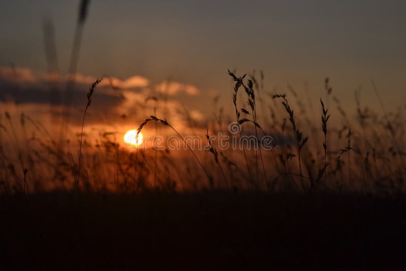 Silhouette of a Reed Flowers on Beautiful Cloudy Sky Background Stock ...