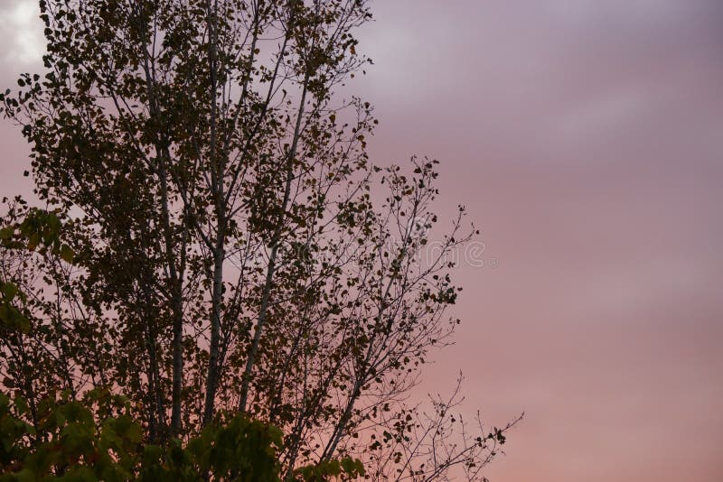 Silhouette Shot of a Tree with an Indigo Sky during Sunset Stock Image ...