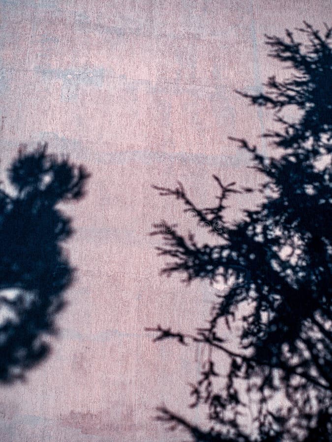 Silhouette Shot of the Tree Shadows on a Gray Wall - Great for ...