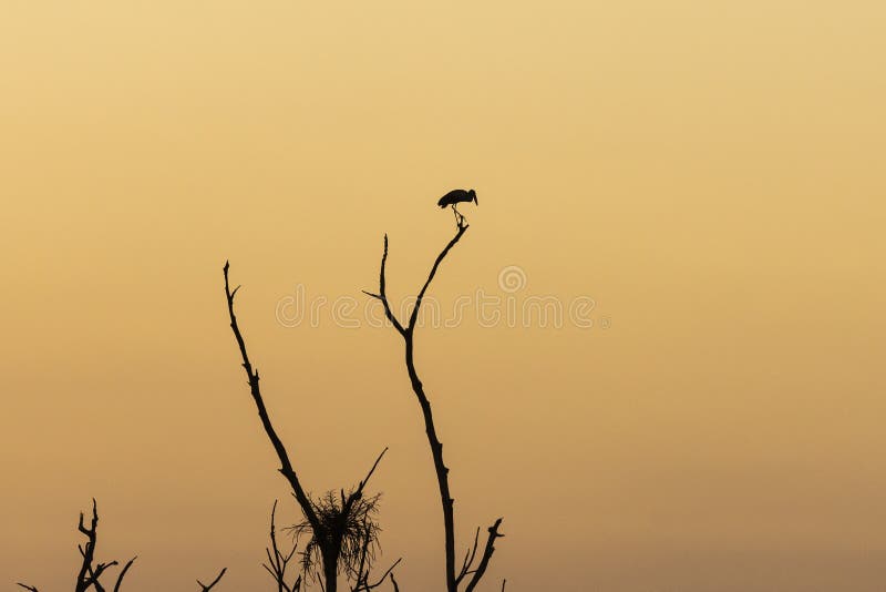 Single Bird Standing Alone on Dried Tree Stock Image - Image of single ...