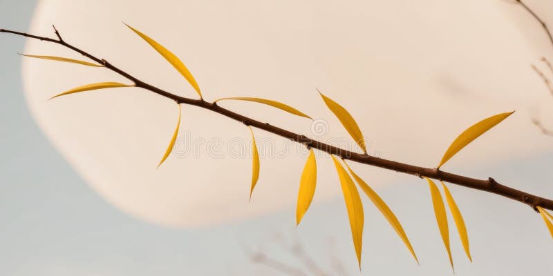 Silhouette of a Single Branch with Elongated Leaves. Stock Image ...