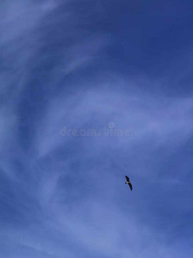 Silhouette of a Single Flying Bird in the Blue Sky Stock Image - Image ...