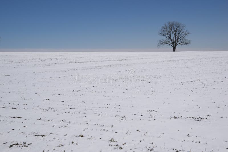 Silhouette of a Single Maple Tree Isolated in the Hill Covered with ...