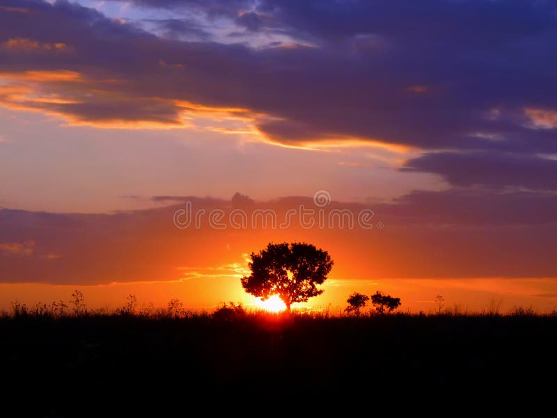 Silhouette of a Single Tree Against the Setting Sun Stock Photo - Image ...
