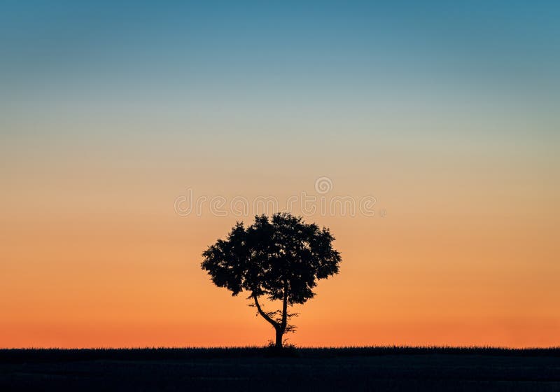 Silhouette of a Single Tree at the Horizon at Dawn with a Gradient of ...
