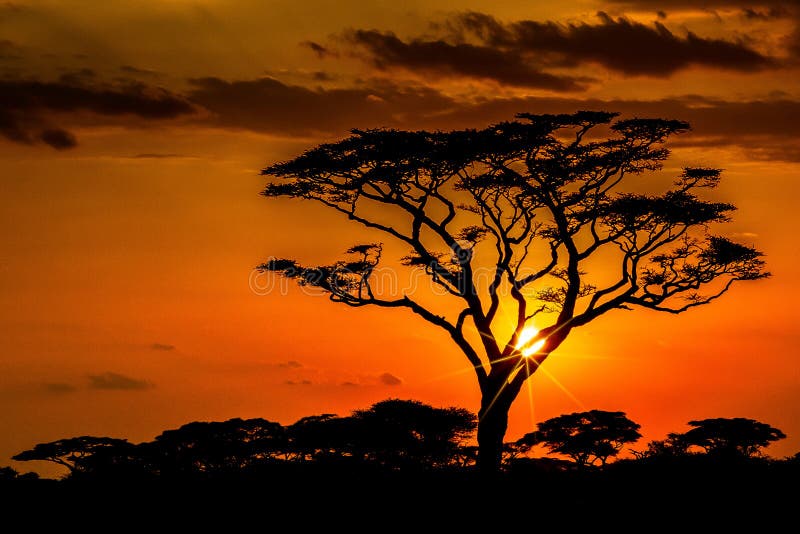 Silhouette of a Single Tree in the Sunset Stock Photo - Image of ...