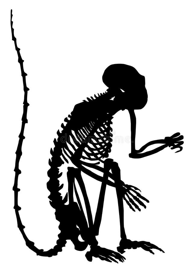 Silhouette of Skeleton of a Capuchin Monkey Vector Stock Vector ...