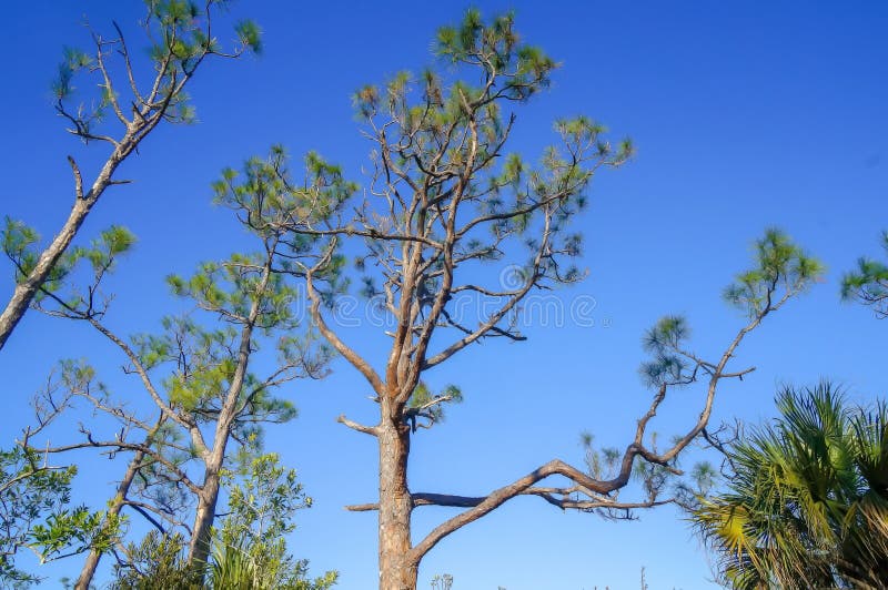 457 Bent Tree Silhouette Stock Photos - Free & Royalty-Free Stock ...