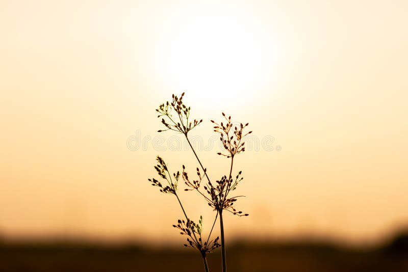 Silhouette Small Flower and Light of Sunset Stock Image - Image of tree ...