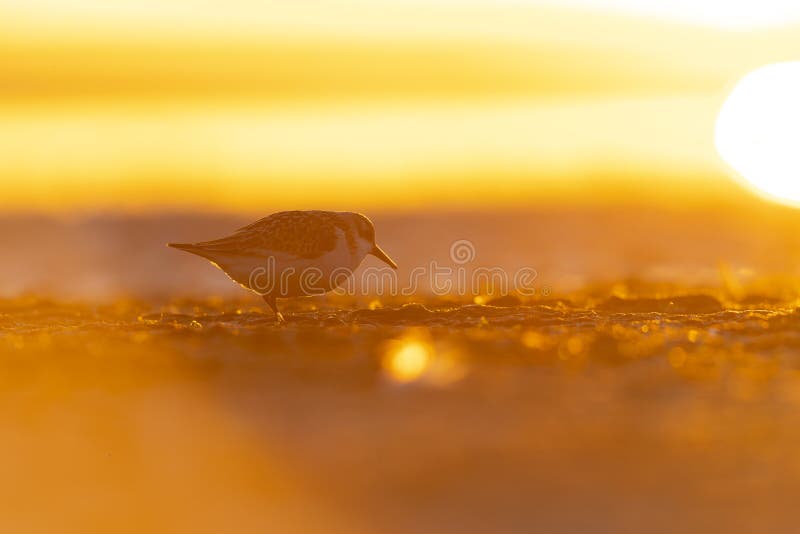 A Sanderling Foraging Back Lit by the Rising Sun on the Beach. Stock ...