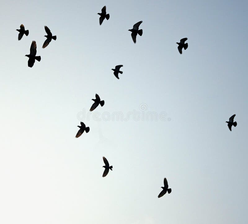 Silhouette of Some Birds Flying in the Blue Sky. Stock Image - Image of ...