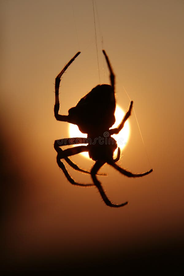 Silhouette of Spider in the Sun. Stock Image - Image of dawn, sunrise ...