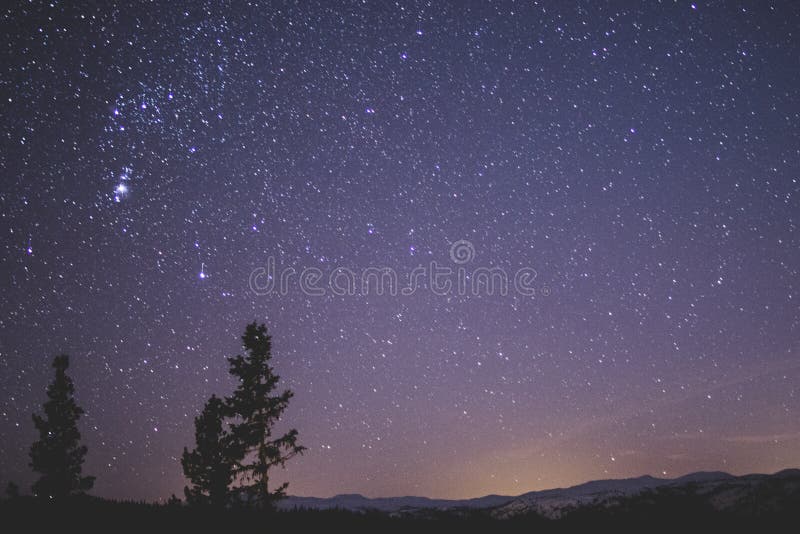 Silhouette Of Spruce Trees Under Starry Night Stock Image - Image of ...