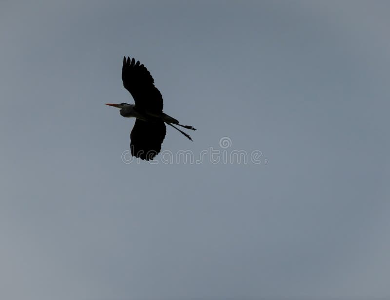 Shadow Eagle's Wings Stock Photos - Free & Royalty-Free Stock Photos ...