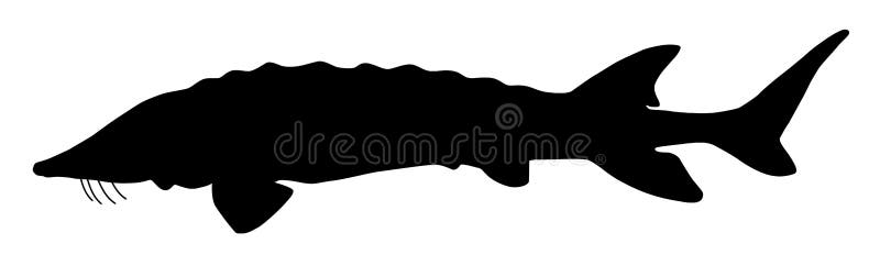 Silhouette of a Sturgeon Fish Vector Stock Vector - Illustration of ...