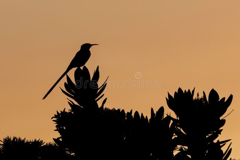 Silhouette of a Sunbird on a Bush at Sunset Stock Photo - Image of wild ...