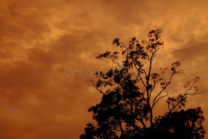 Tall tree shadow at dusk stock image. Image of botany - 148805719