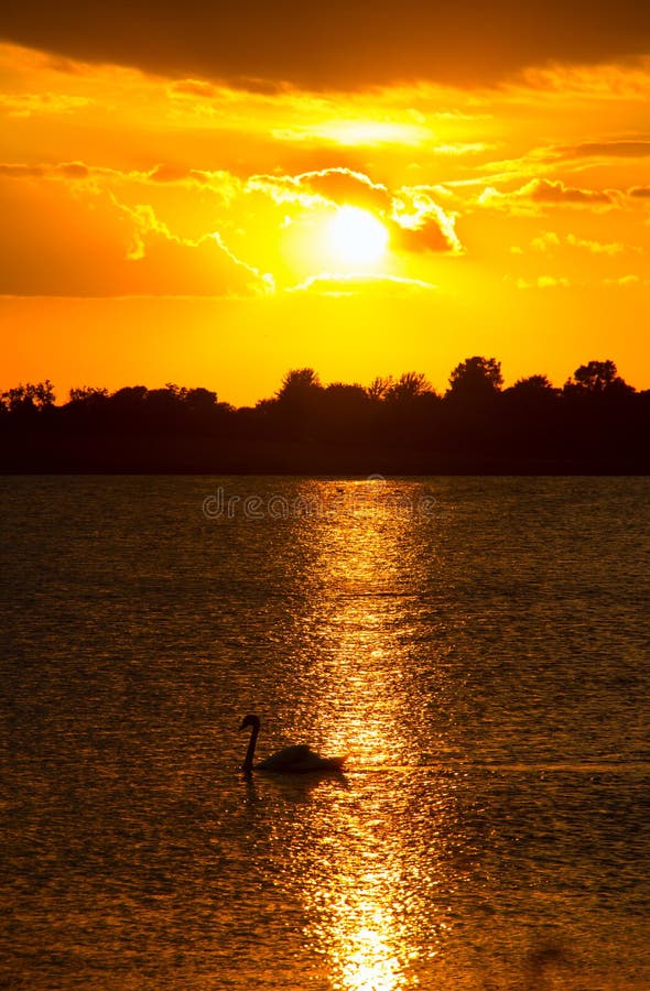 Silhouette Swan in Beautiful Sunset Stock Image - Image of beautiful ...