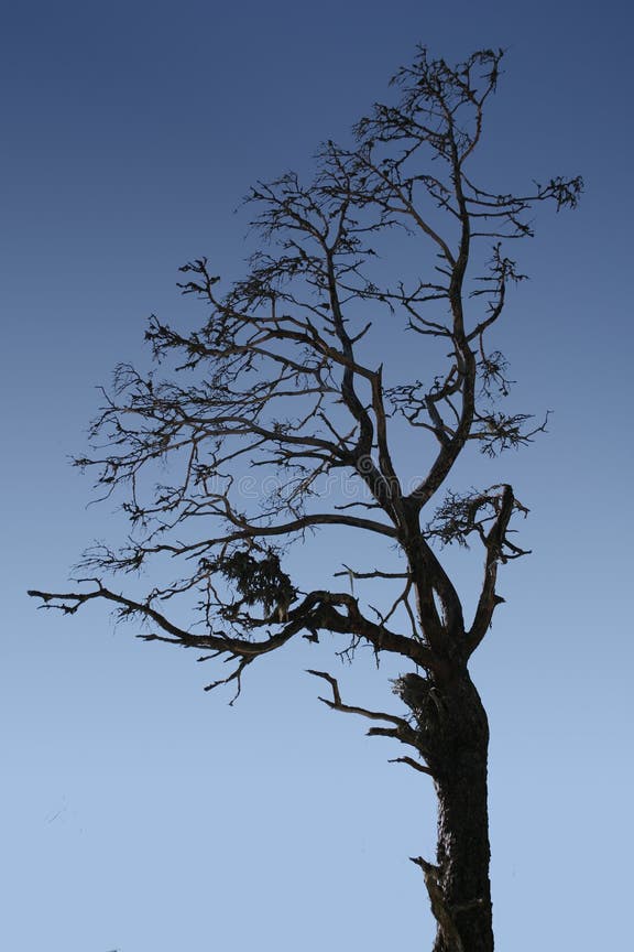 Silhouette Tree stock image. Image of silhouette, mountain - 629651