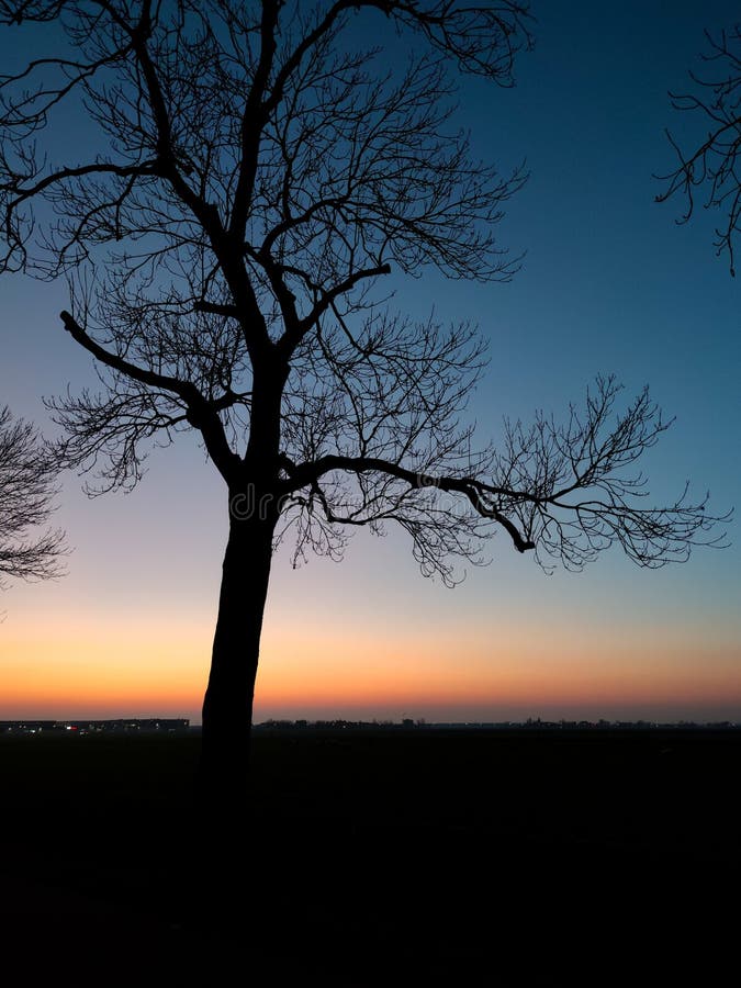 Silhouette of a Tree Against a Colorful Evening Sky Stock Photo - Image ...