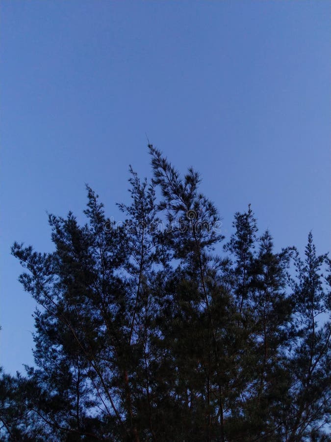 Silhouette of the Tree with Blue Sky Bangka, Indonesia Stock Image ...