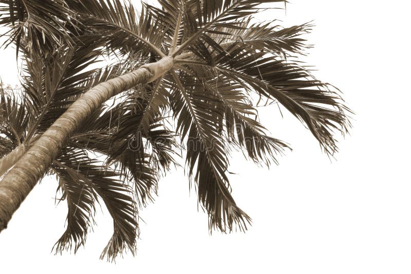 Silhouette Tree Branch and Be Natural Isolated with White Background ...