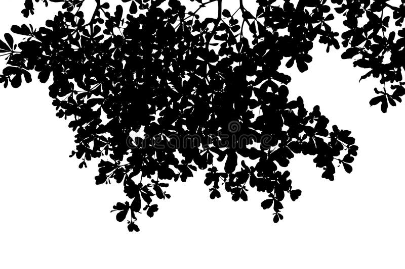 Silhouette Tree Branch Isolated With White Background And With Clipping Path Stock Image Image
