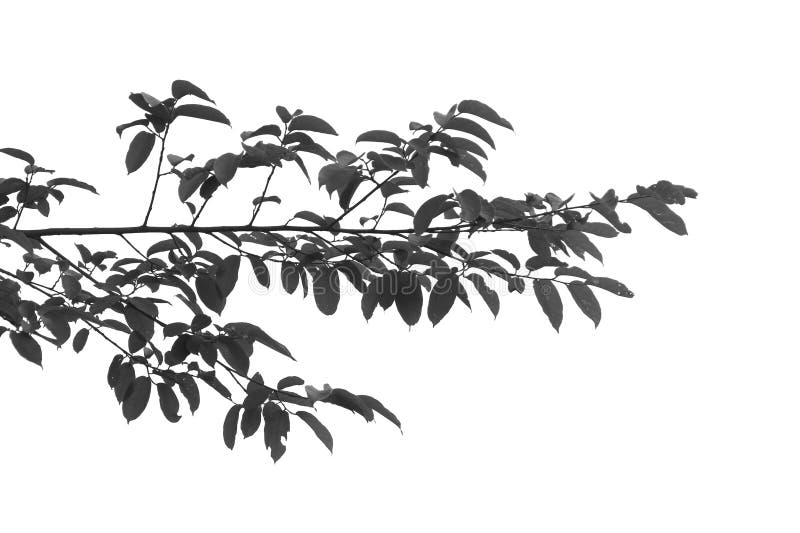 Silhouette Tree Branch Isolated With White Background And With Clipping Path Stock Image Image