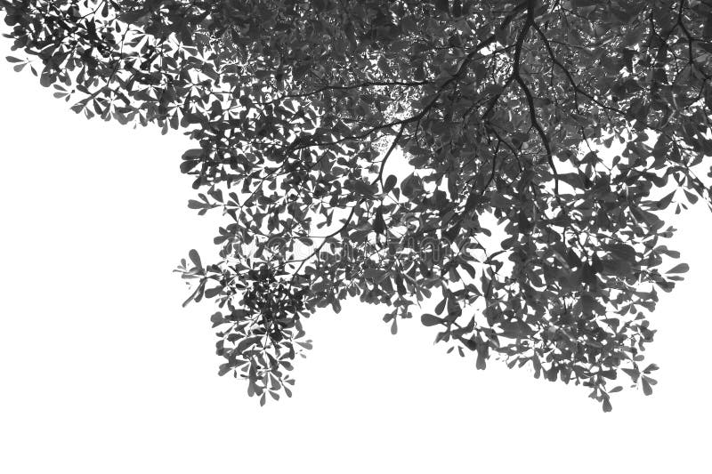 Silhouette Tree Branch Isolated With White Background And With Clipping Path Stock Image Image