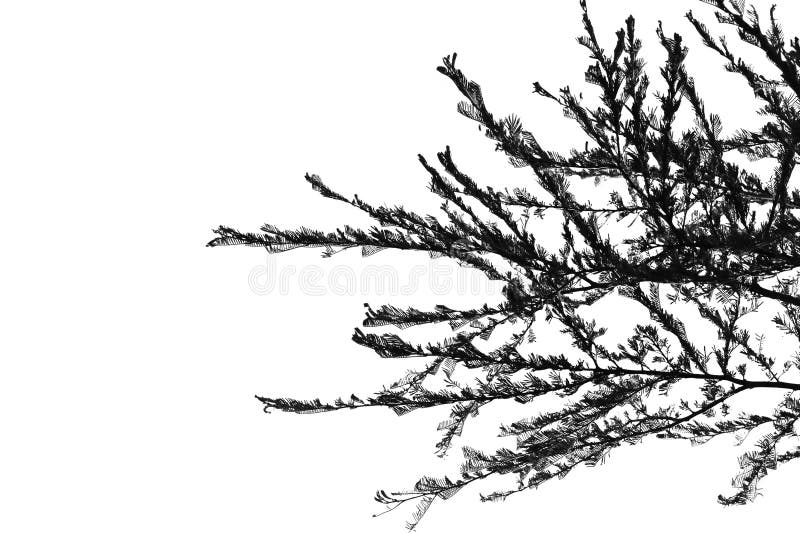 Silhouette Tree Branch Isolated With White Background And With Clipping Path Stock Image Image