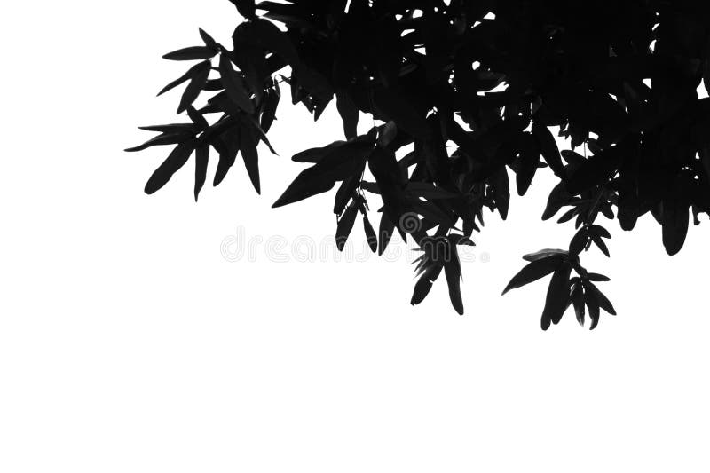Silhouette Tree Branch Isolated With White Background And With Clipping Path Stock Image Image