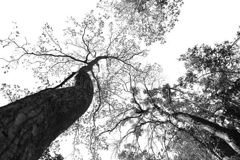 Silhouette Tree Branch Isolated With White Background And With Clipping Path Stock Image Image