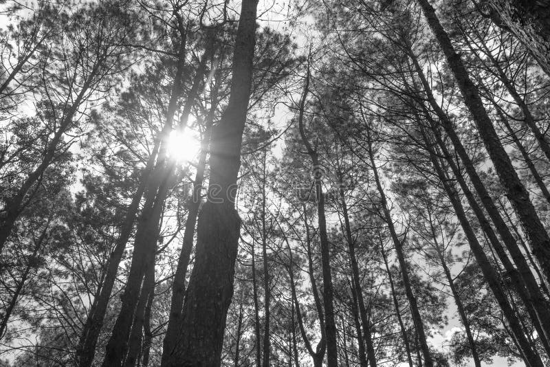 Silhouette Tree Branch Shadows Stock Photo - Image of nature ...