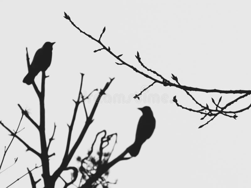 Silhouette Tree Branches Background Two Birds Sitting Pine Tree Stock ...