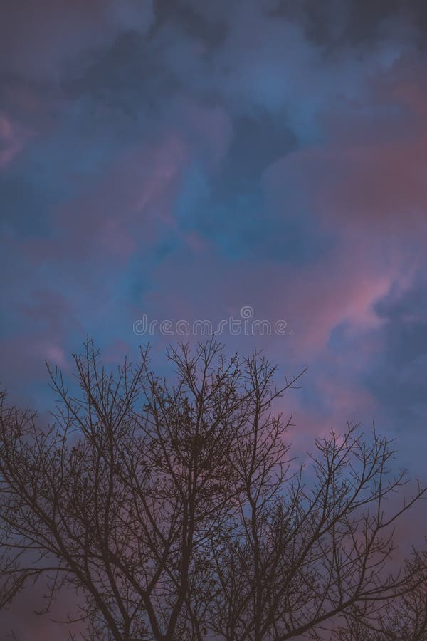 Silhouette of Tree Branches during Blue Hour - Orange Scattered Sky ...