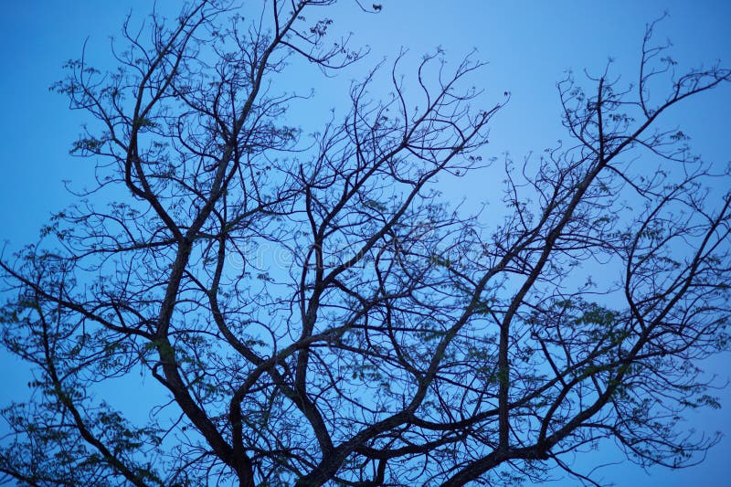 Silhouette of Tree Branches on Blue Sky Background Stock Photo - Image ...