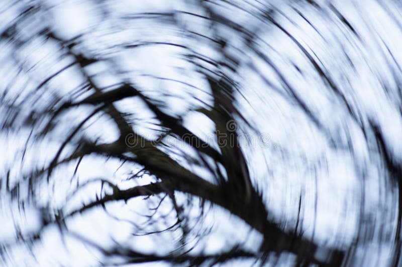 Blur Abstract Bare Tree Branches on a Pale White Background.Black ...