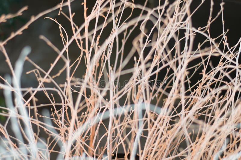 Silhouette of Tree Branches on Soft Background. Stock Photo - Image of ...