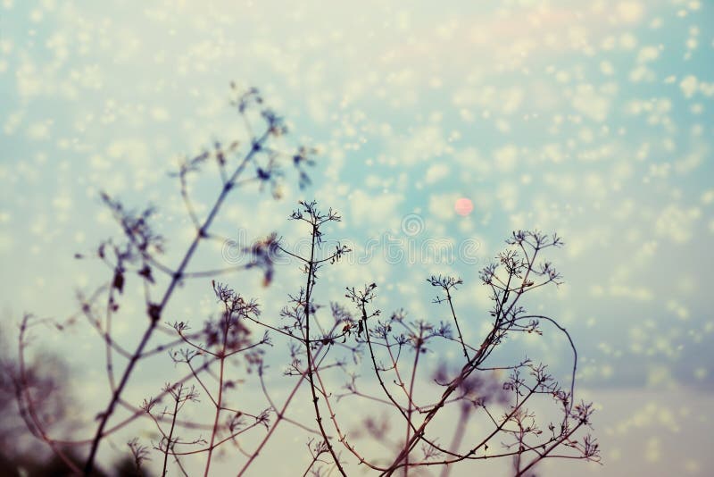 Silhouette of Tree Branches with Sunset and Snow Falling. Stock Image ...