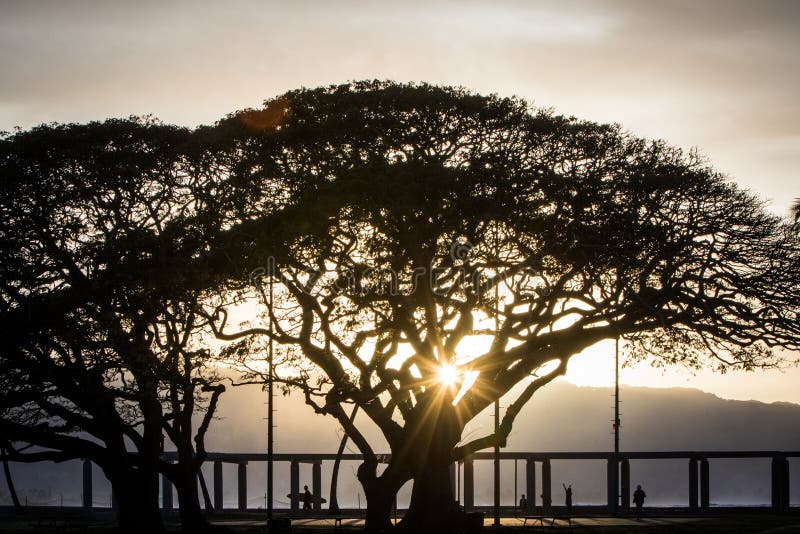Silhouette Of Tree Beside Bridge Railing Stock Image - Image of morning ...